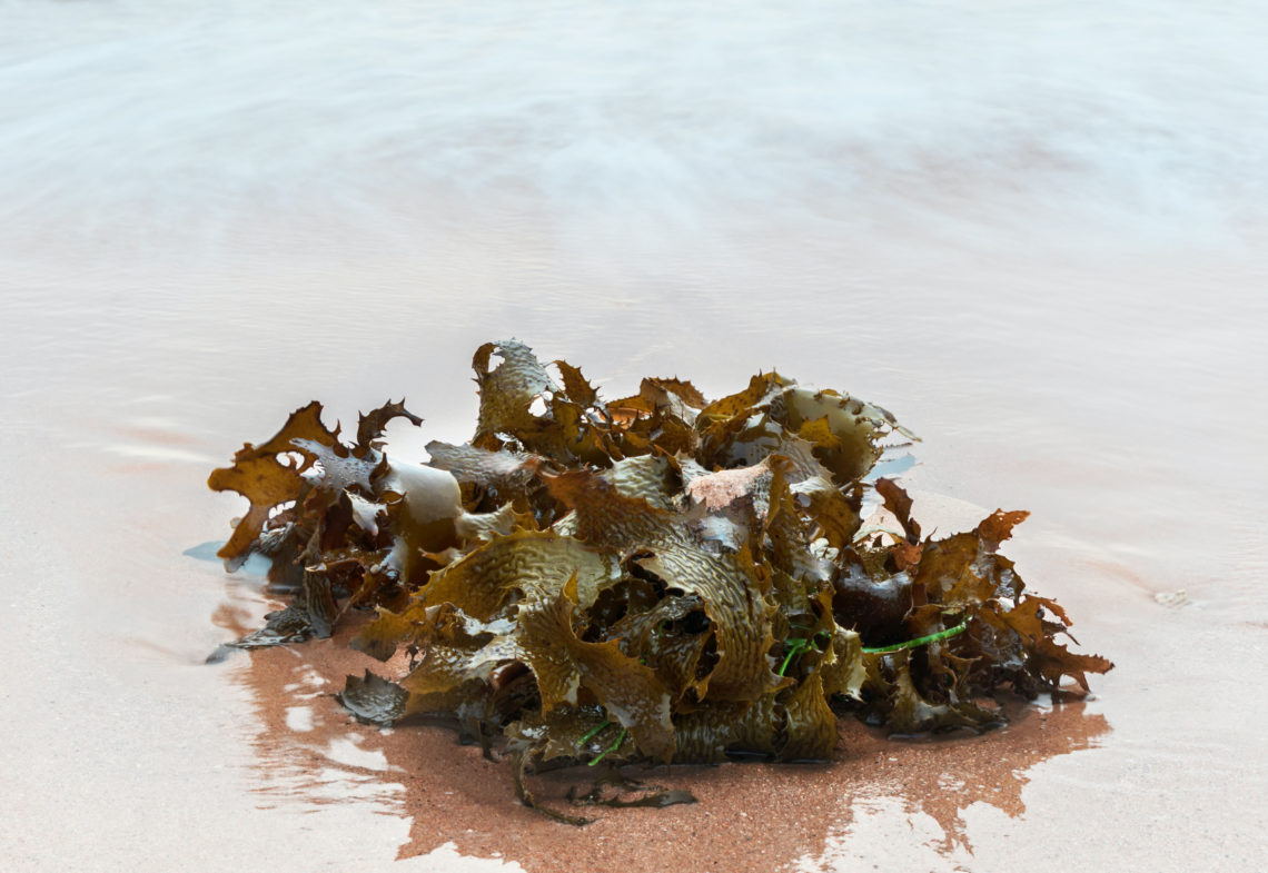 Algae Sunscreen Natural Protection From The Sun